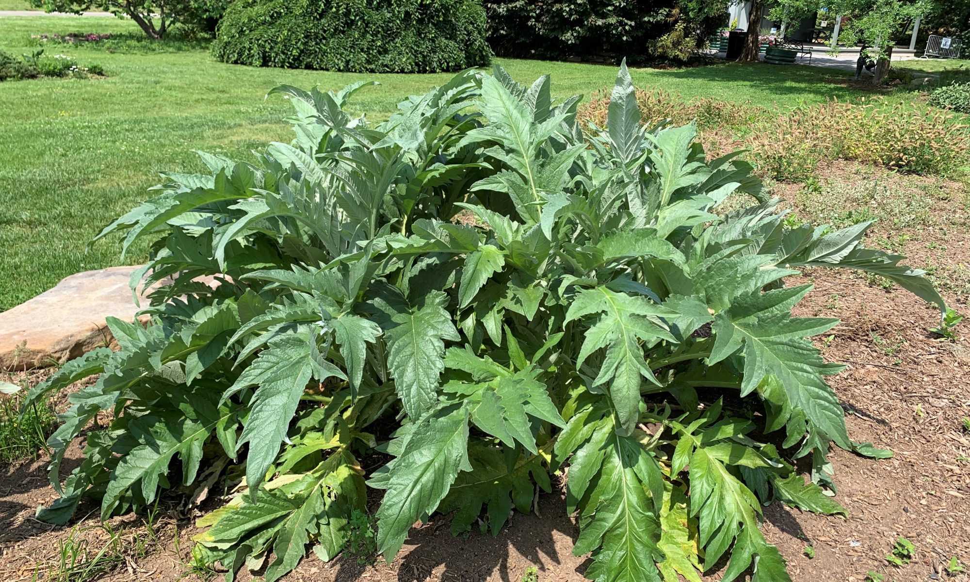UT Plant of the Month - Cardoon - Master Gardeners of Hamilton County
