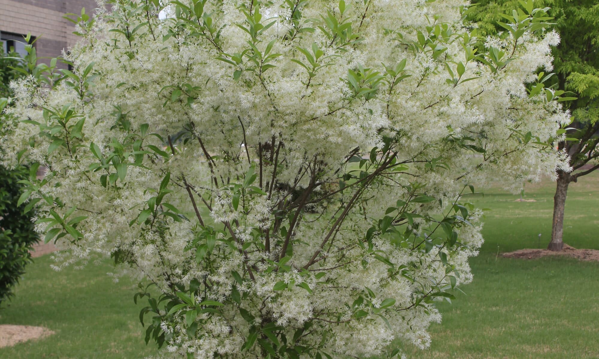 UT Plant of the Month – American Fringetree - Master Gardeners of ...