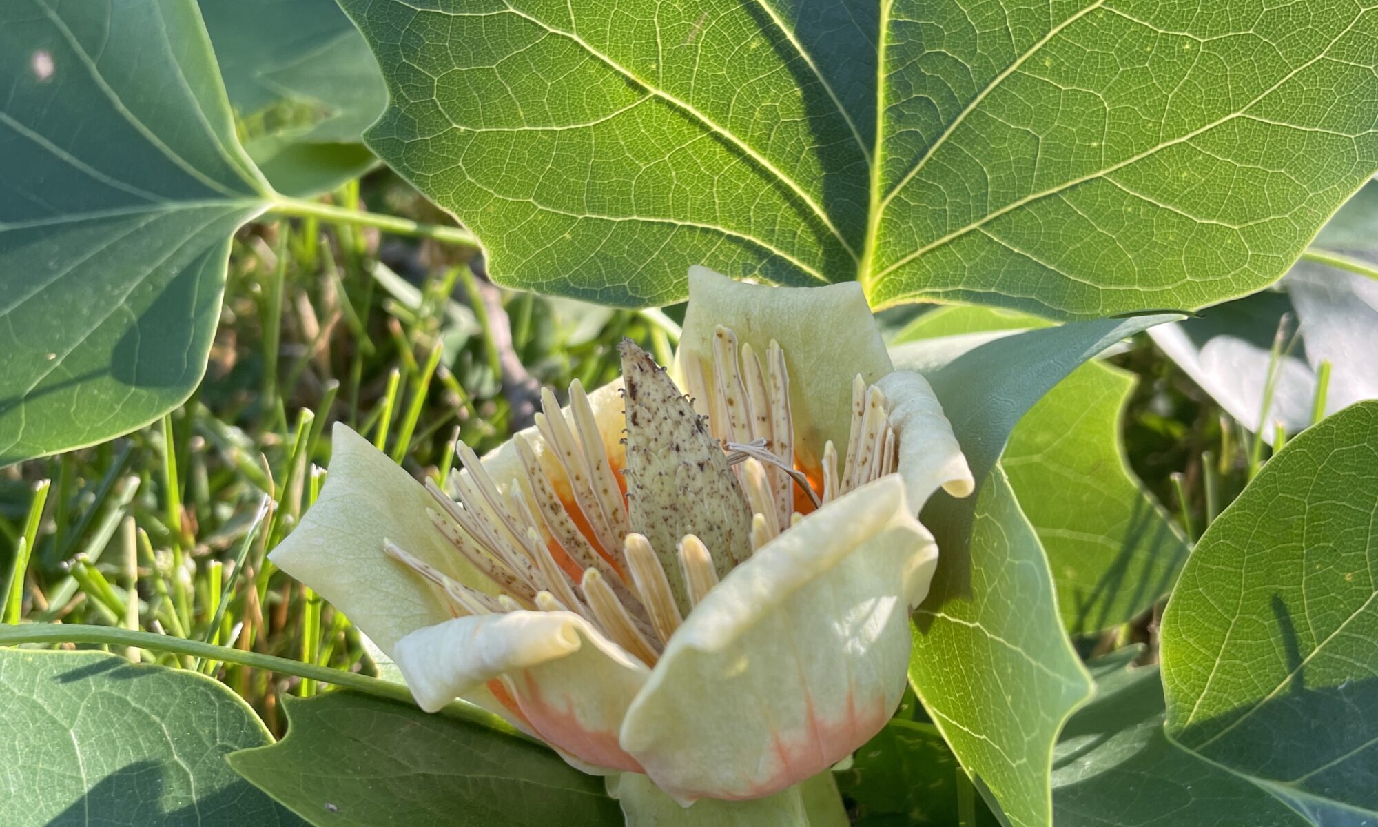UT Plant of the Month – Tulip Poplar - Master Gardeners of Hamilton County