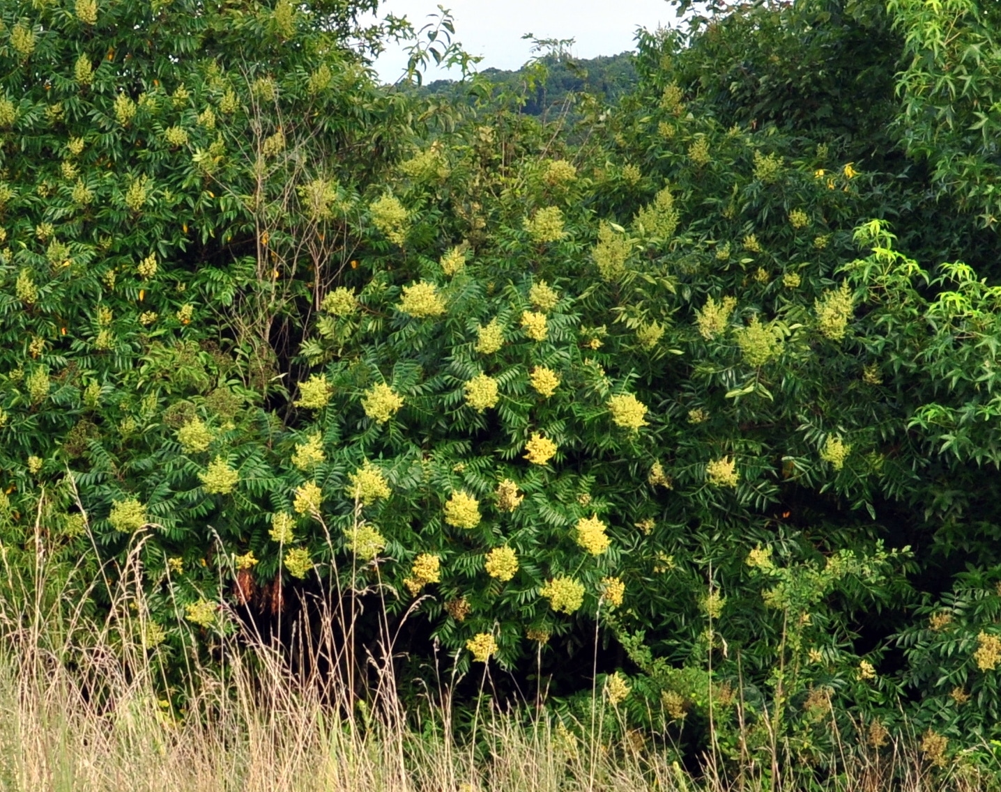 UT Plant of the Month - Winged Sumac - Master Gardeners of Hamilton County