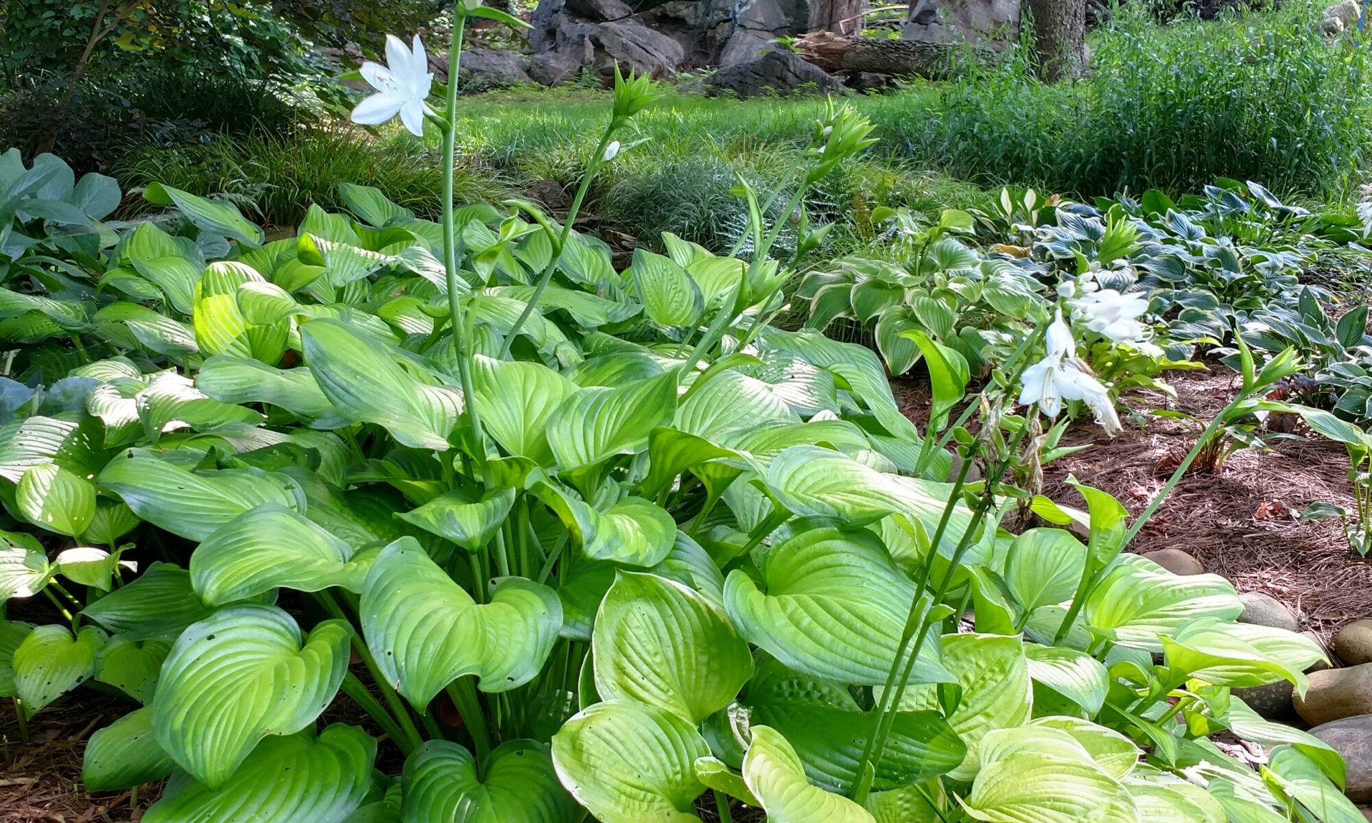 UT Plant of the Month - Hostas - Master Gardeners of Hamilton County